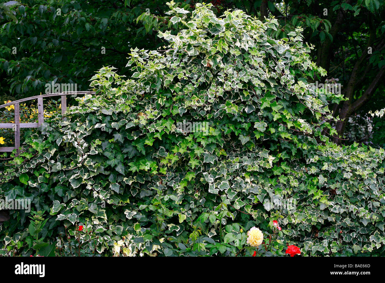 Hedera Helix Glacier High Resolution Stock Photography and Images - Alamy