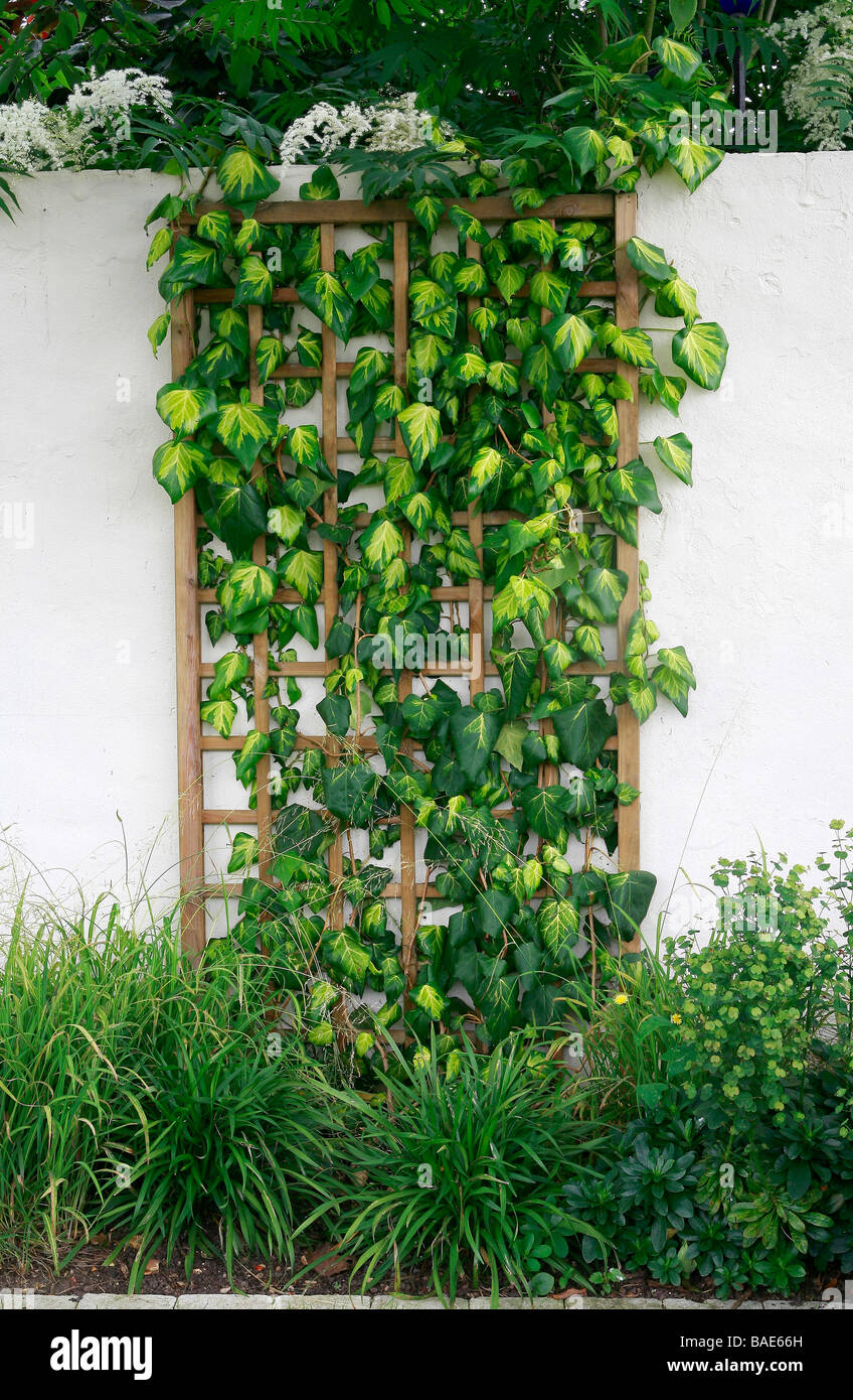 Hedera colchica Sulphur Heart Stock Photo - Alamy