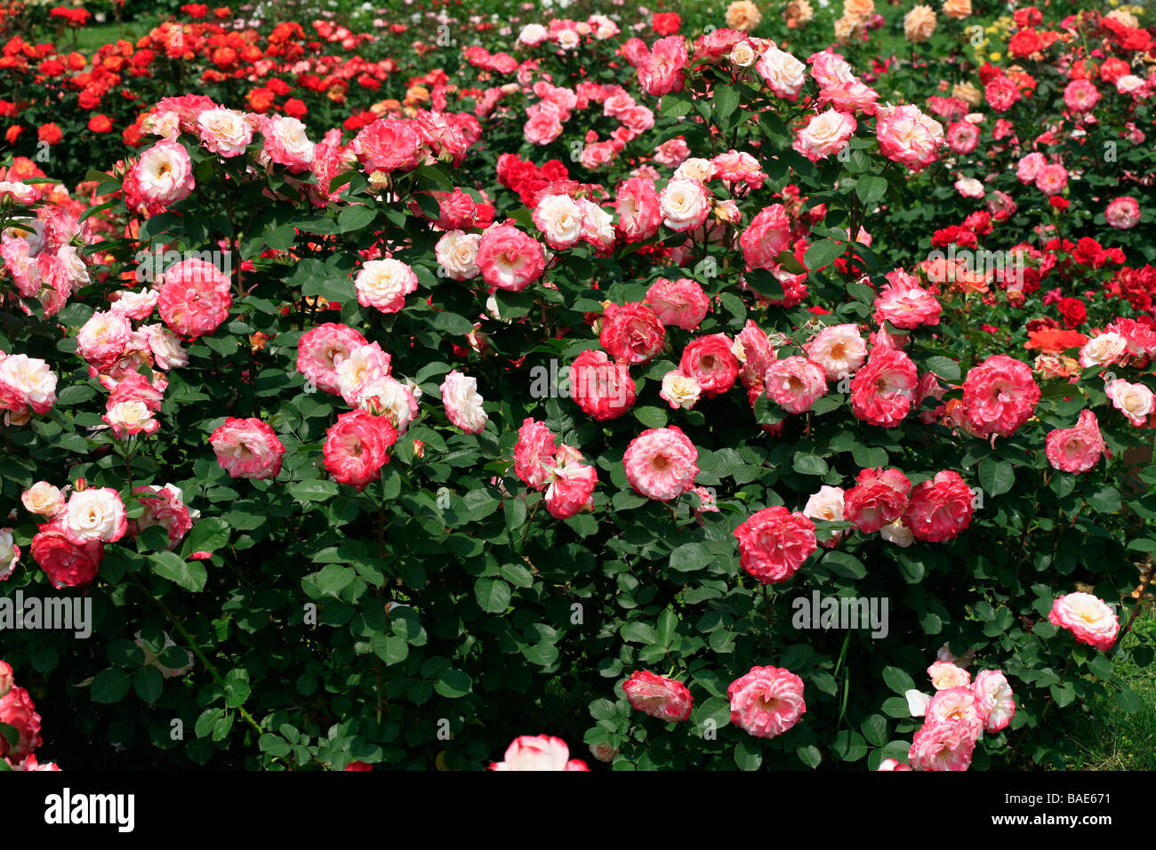 Rosa floribunda "Destiny Stock Photo - Alamy