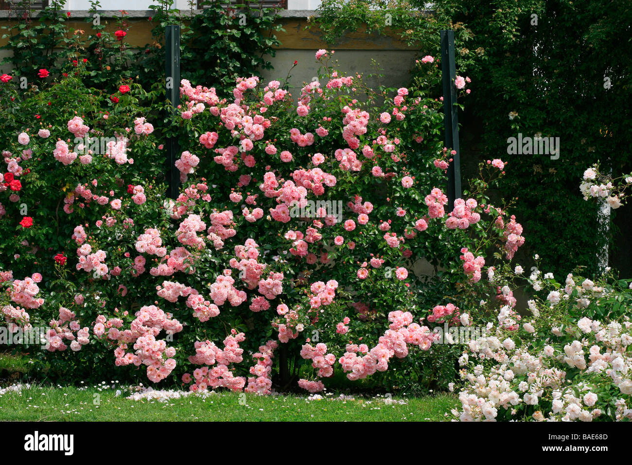 Rosa rampicante rampicante hi-res stock photography and images - Alamy