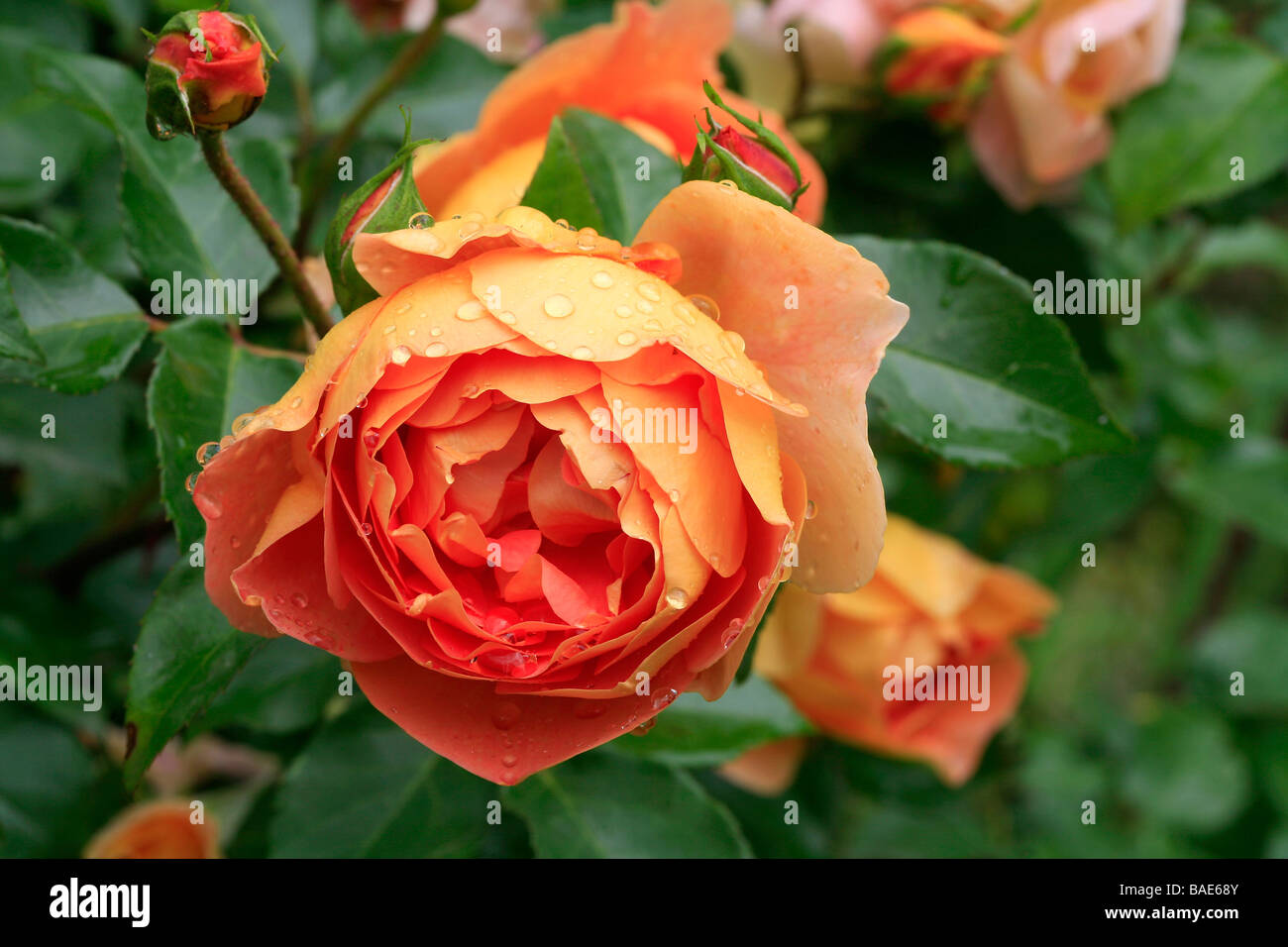 Pat austin hi-res stock photography and images - Alamy