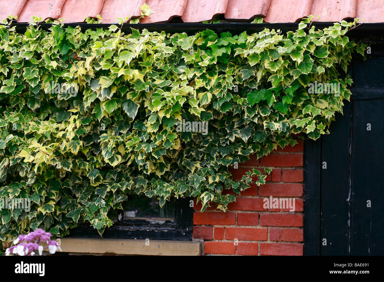 Hedera helix Goldchild Stock Photo - Alamy