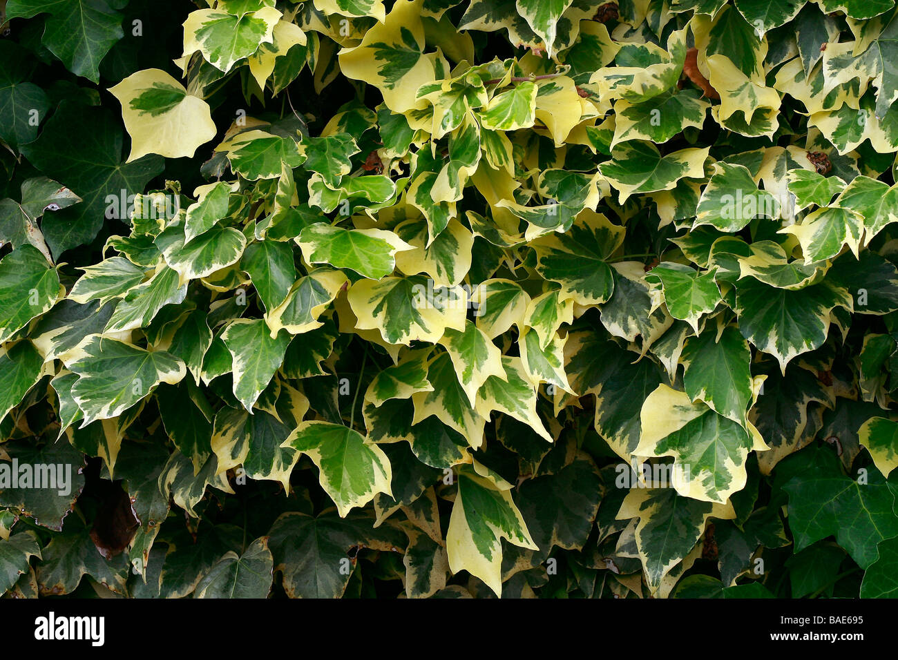 Hedera helix Goldchild Stock Photo - Alamy