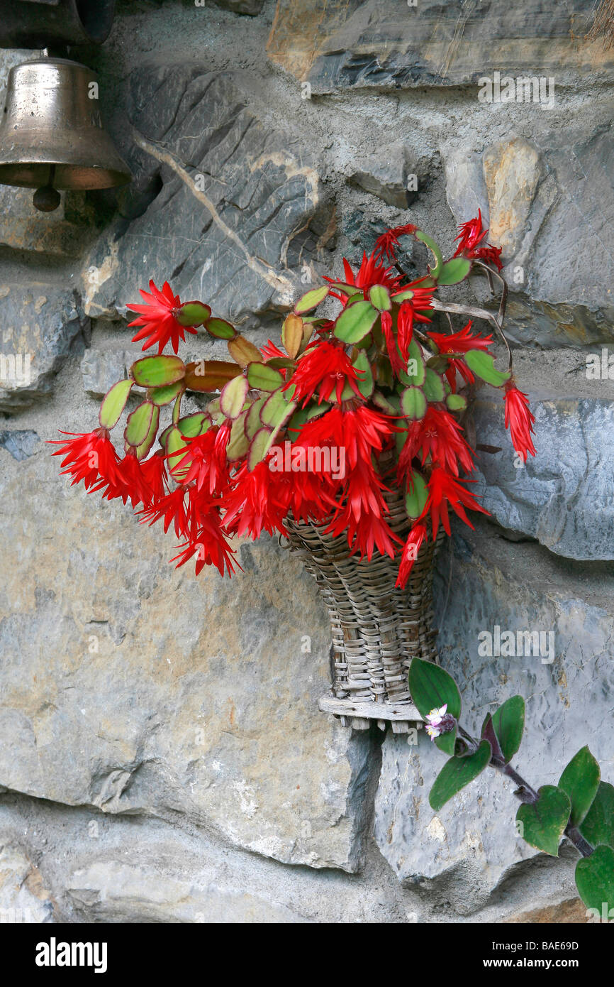 Rhipsalidopsis hi-res stock photography and images - Alamy