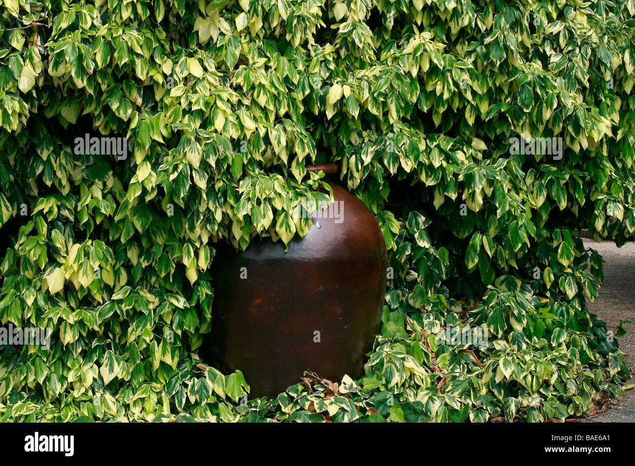 Hedera colchica Dentata Variegata Stock Photo - Alamy