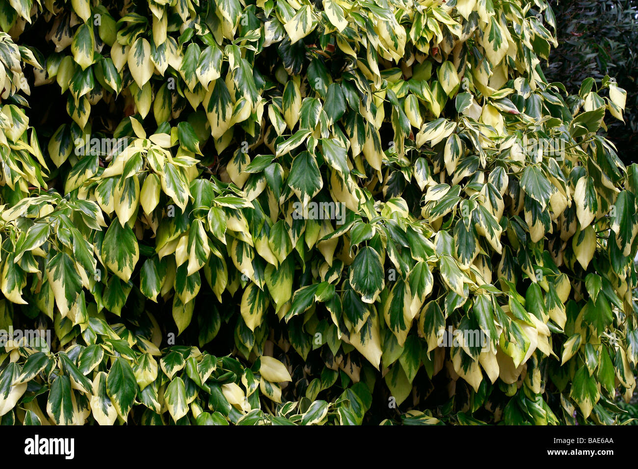 Hedera colchica Dentata Variegata Stock Photo - Alamy