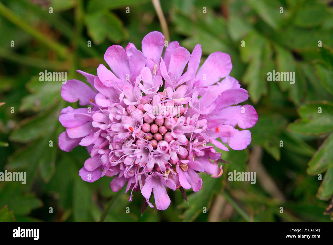 Scabiosa lucida hi-res stock photography and images - Alamy