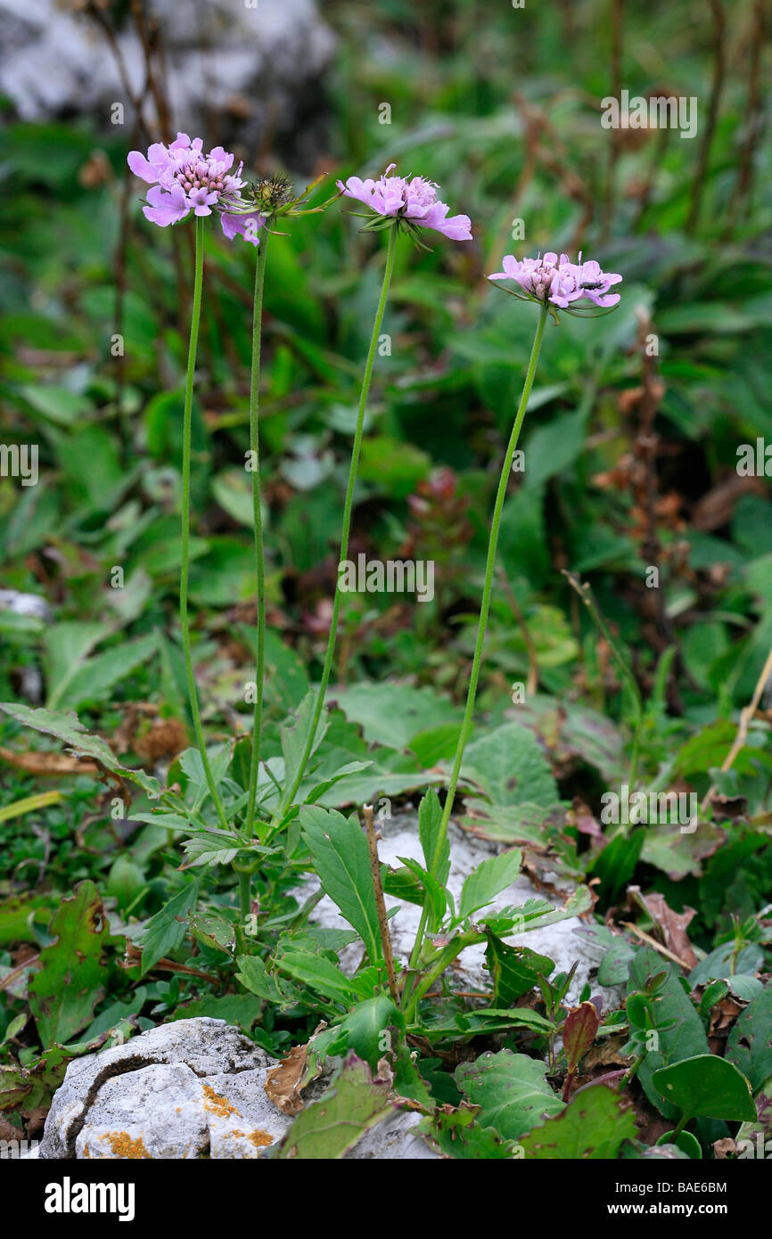 Scabiosa lucida hi-res stock photography and images - Alamy