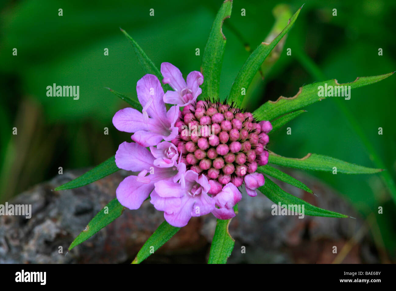 Scabiosa lucida hi-res stock photography and images - Alamy