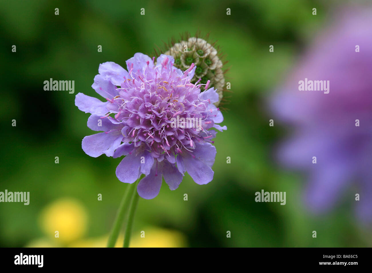Scabiosa columbaria hi-res stock photography and images - Alamy