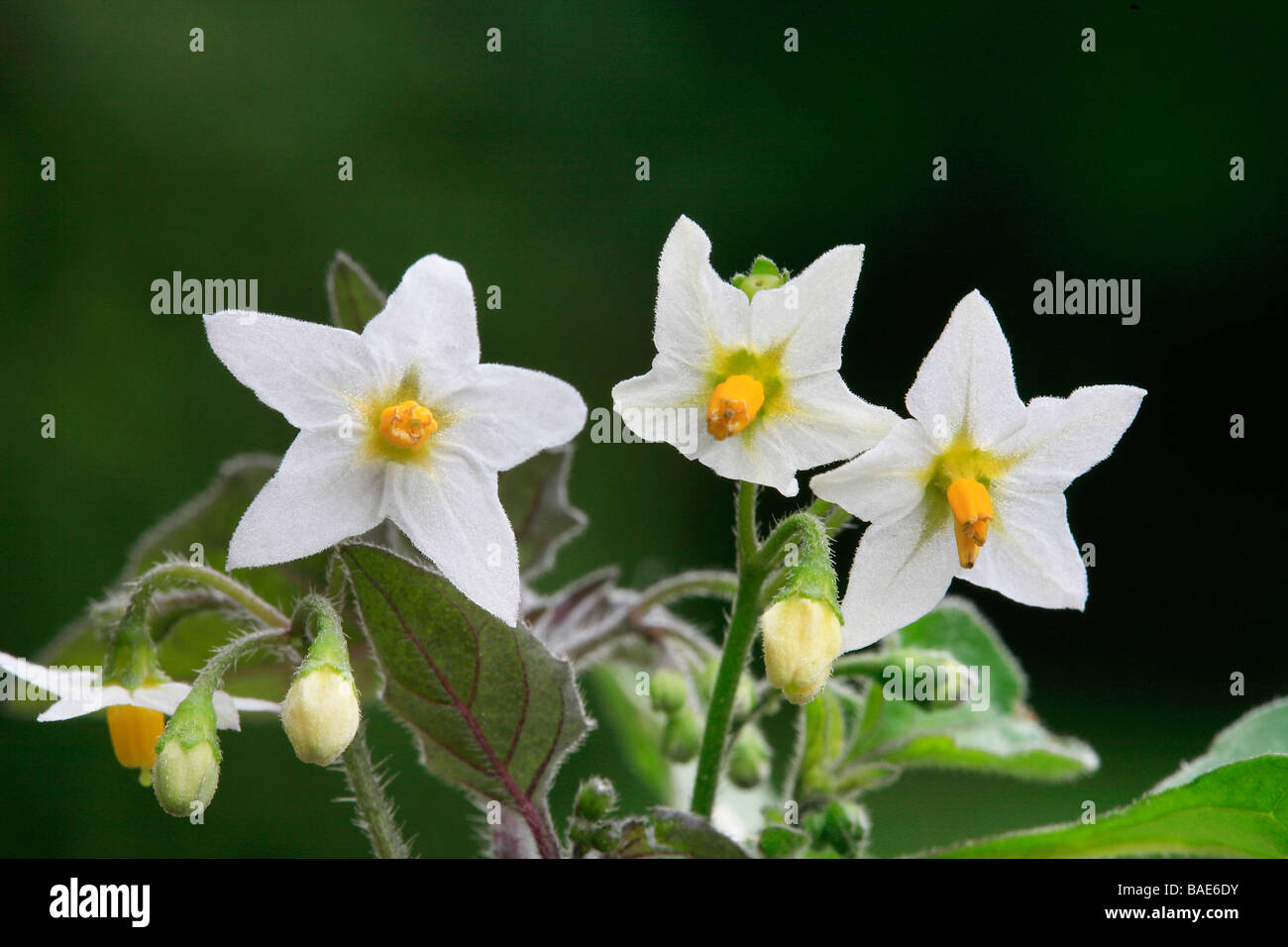 Solanum Nigrum High Resolution Stock Photography and Images - Alamy