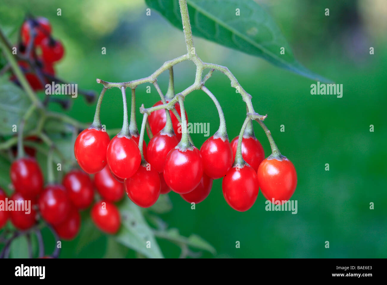Dulcamara hi-res stock photography and images - Alamy