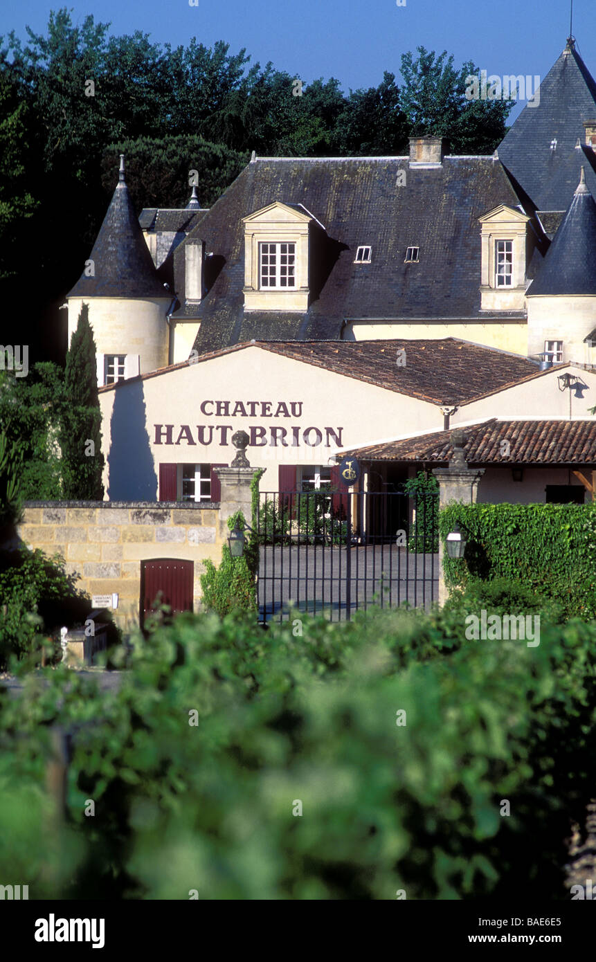 France, Gironde, Bordeaux vineyard, rose bush at the end of vines in ...