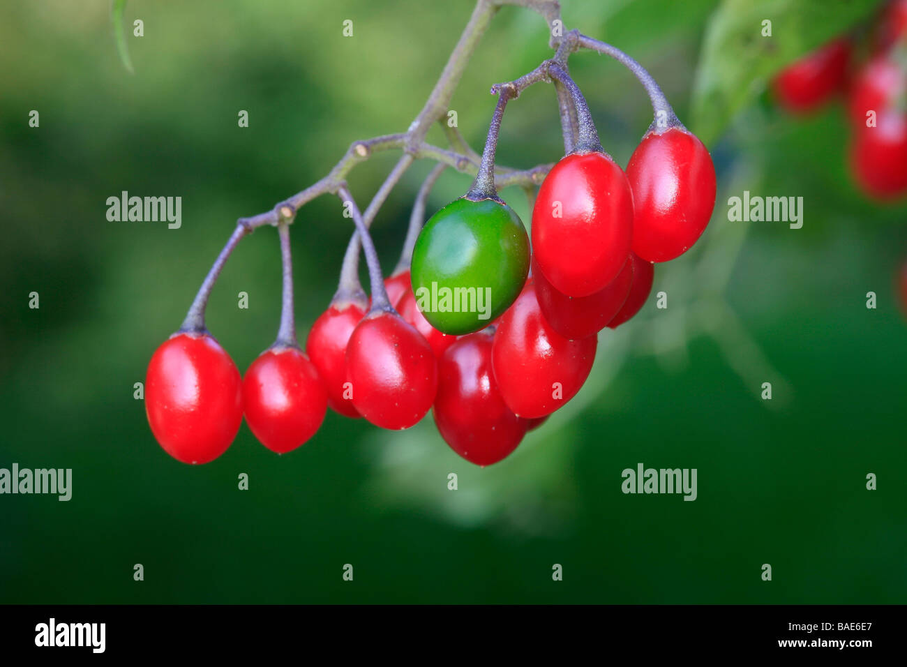 Dulcamara hi-res stock photography and images - Alamy