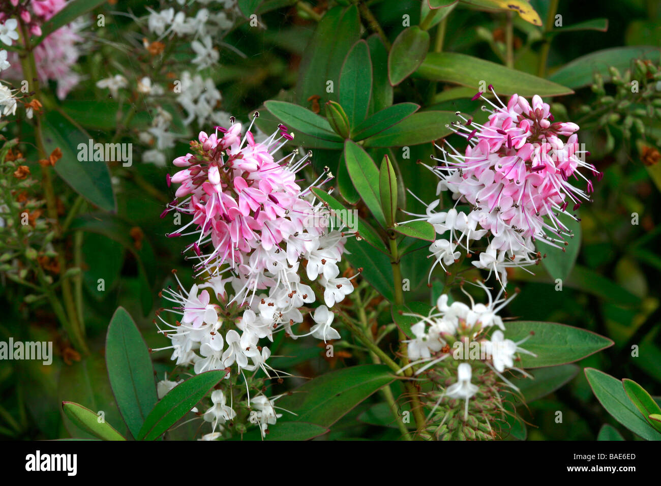 The orme hi-res stock photography and images - Alamy