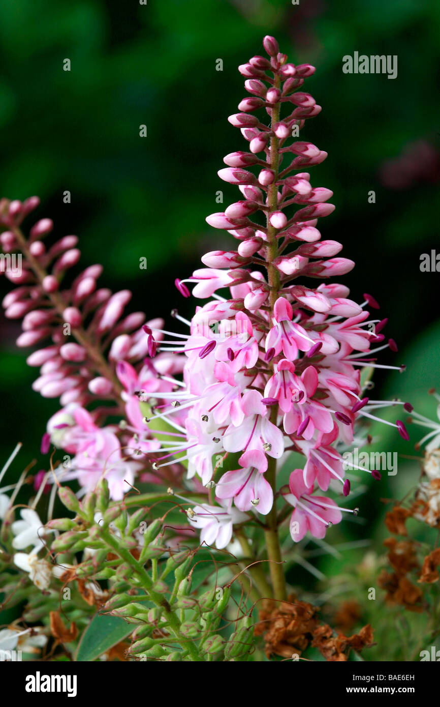 Hebe Great Orme Stock Photo - Alamy