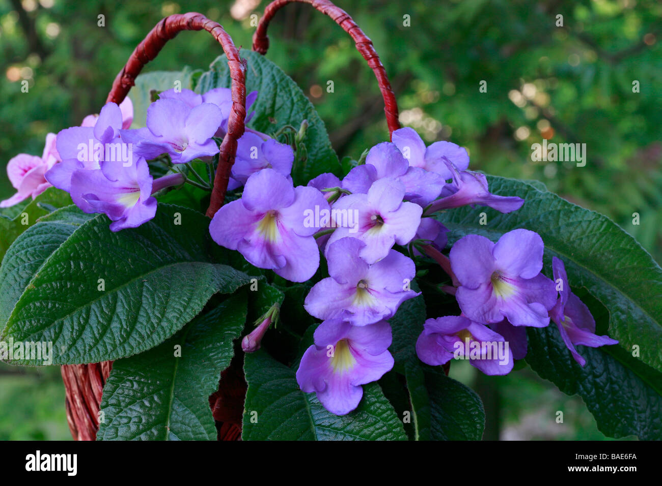 Streptocarpus hybrid hi-res stock photography and images - Alamy