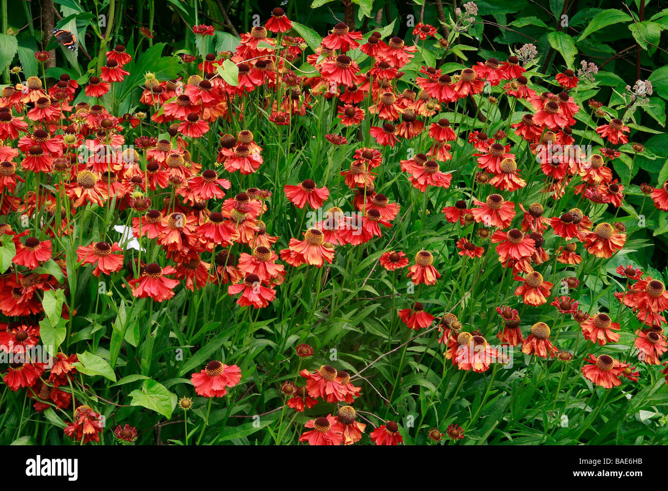 Helenium Morheim Beauty Stock Photo - Alamy
