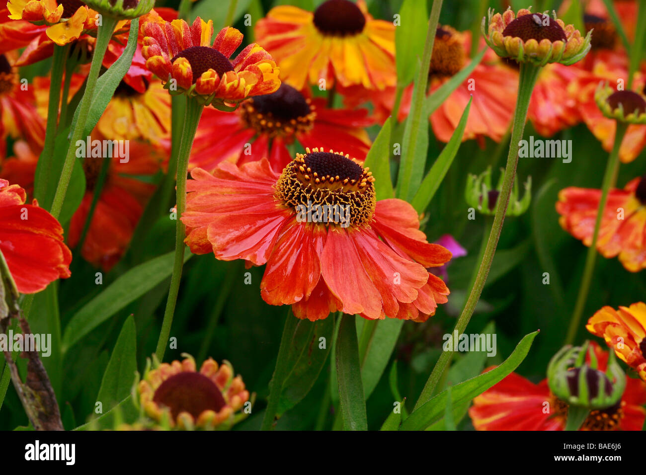 Helenium Moerheim Beauty Stock Photo - Alamy