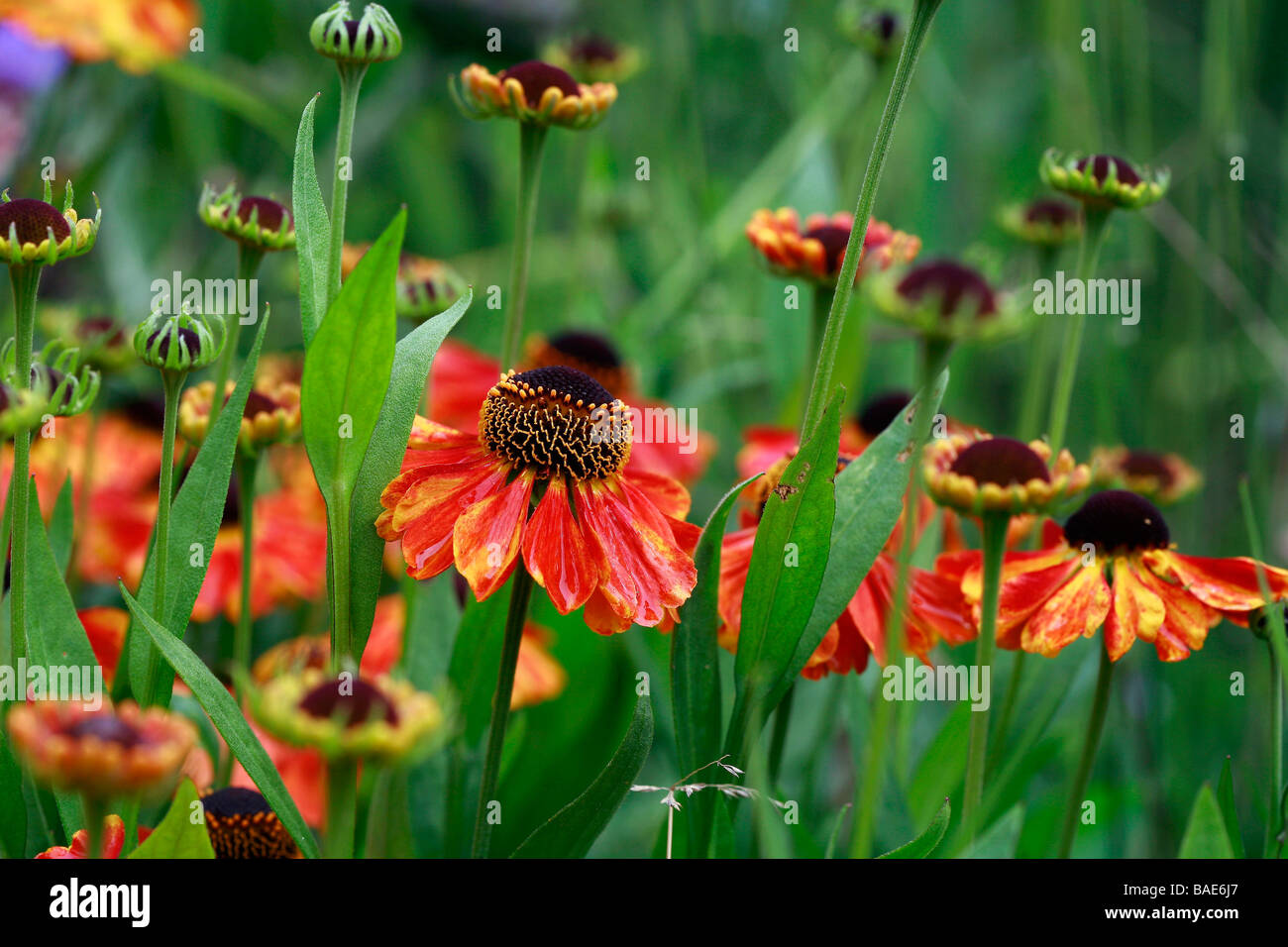 Helenium Moerheim Beauty Stock Photo - Alamy