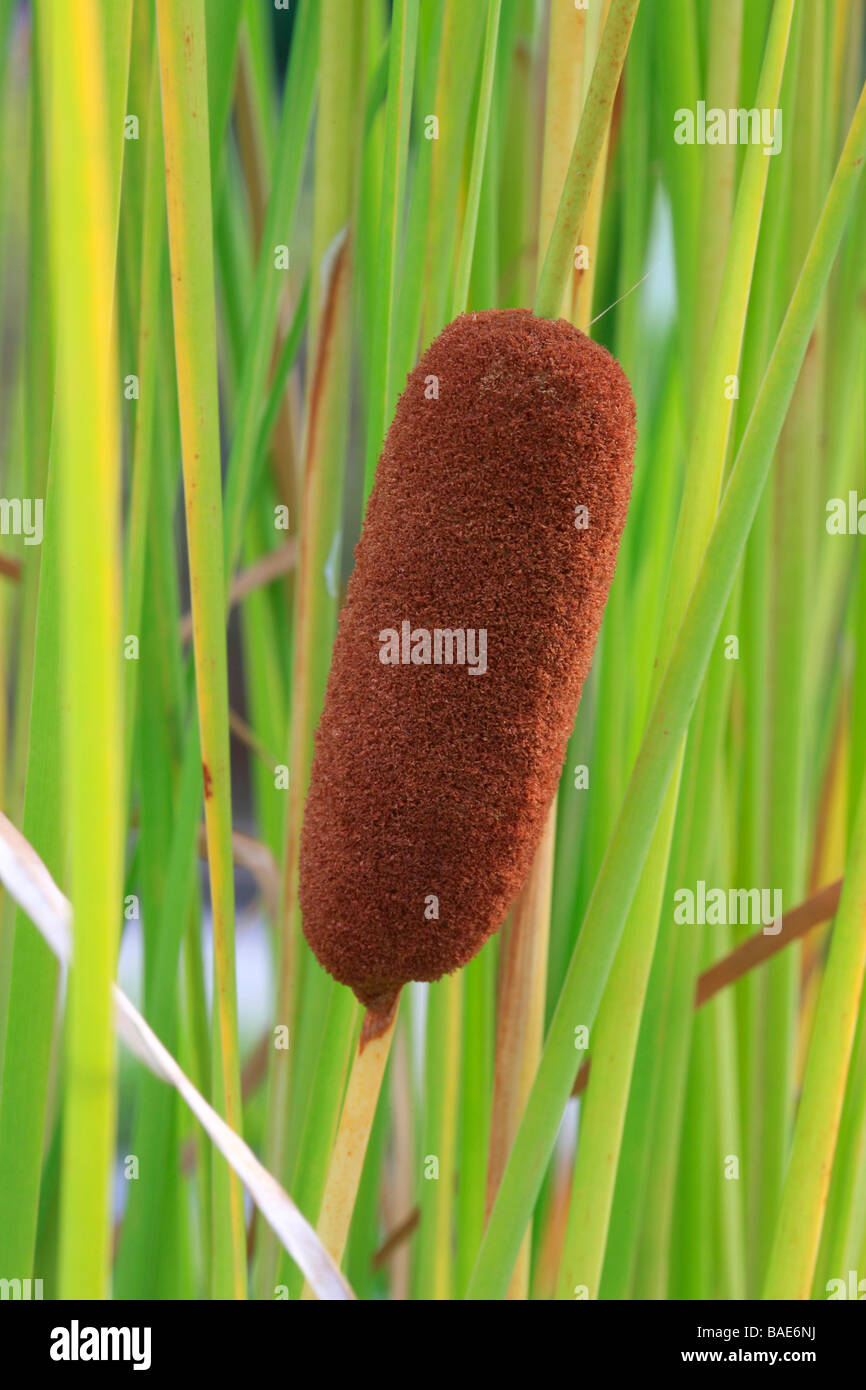 Angustifolia hi-res stock photography and images - Alamy