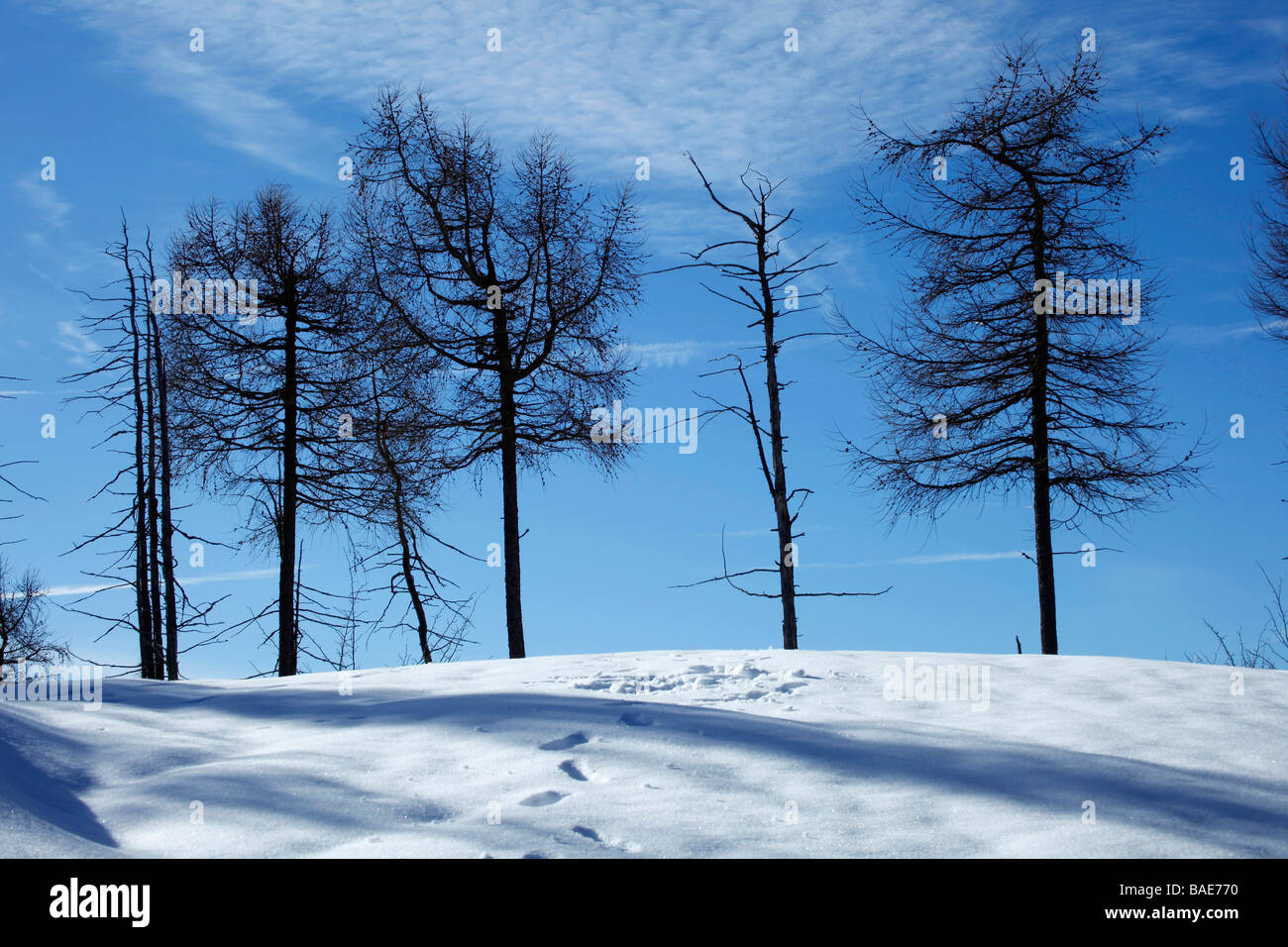 The larch hi-res stock photography and images - Alamy