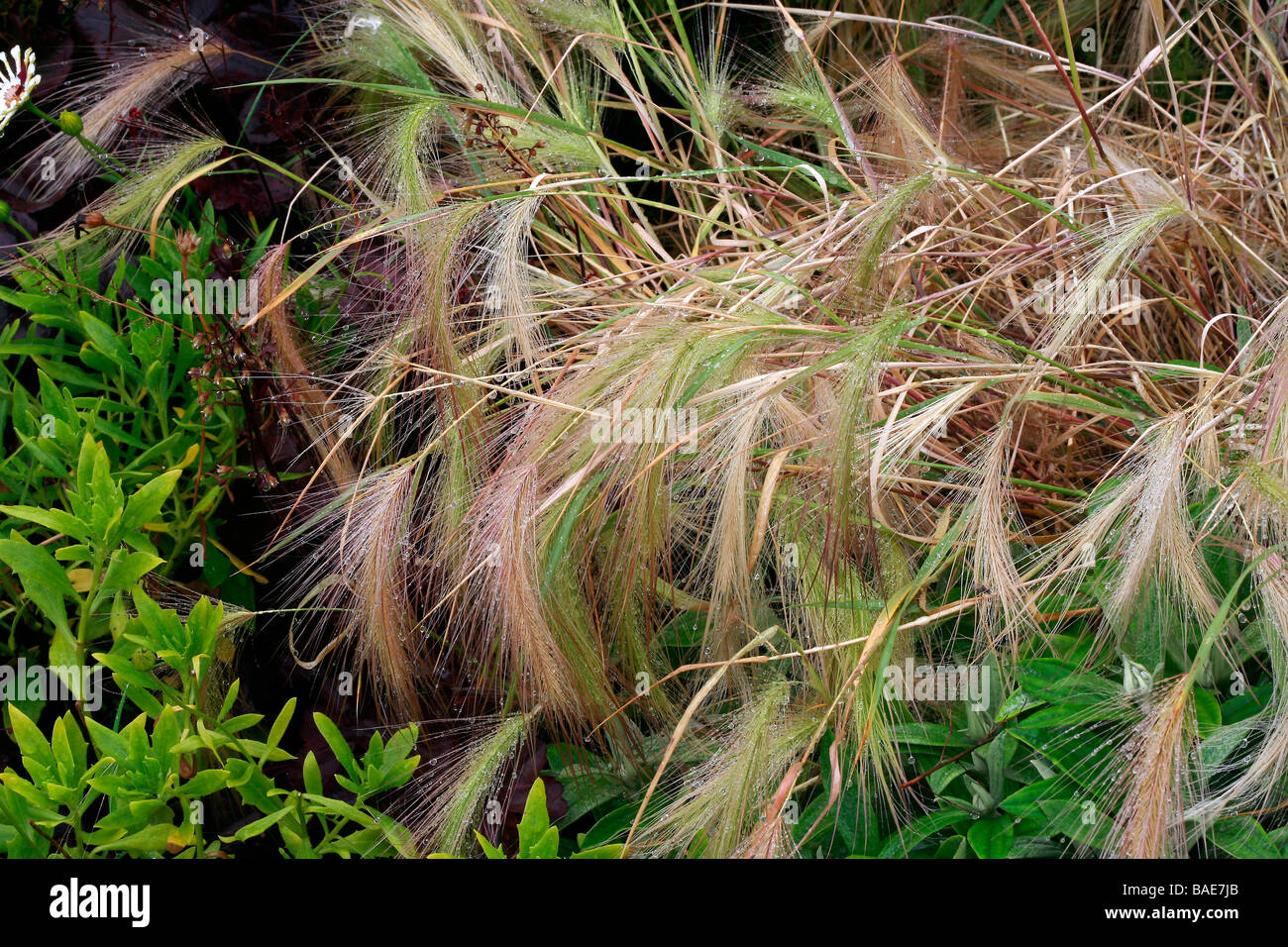 Hordeum Jubatum Stock Photos & Hordeum Jubatum Stock Images - Alamy
