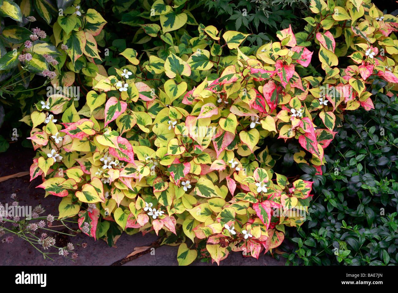 Houttuynia chameleon hi-res stock photography and images - Alamy