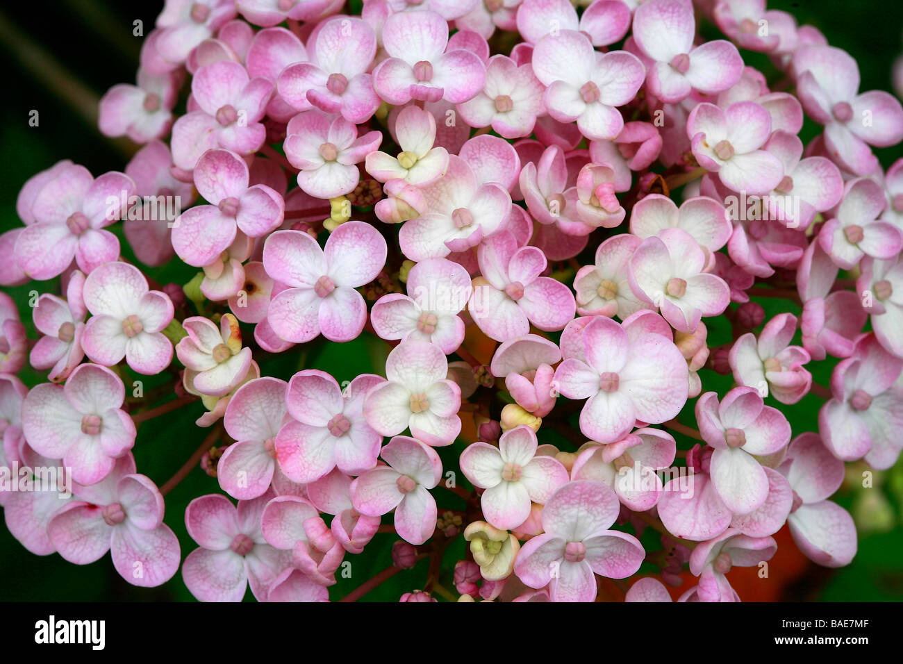 Hydrangea macrophylla Ayesha Stock Photo - Alamy