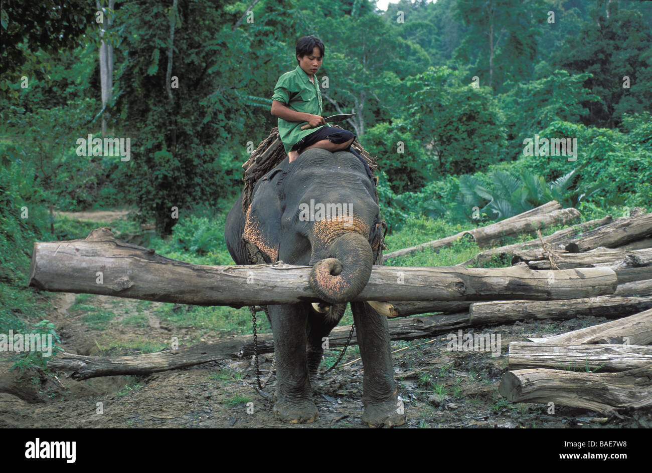 Myanmar (Burma), Bago Division, surroundings of Taungoo, Sein Ye ...