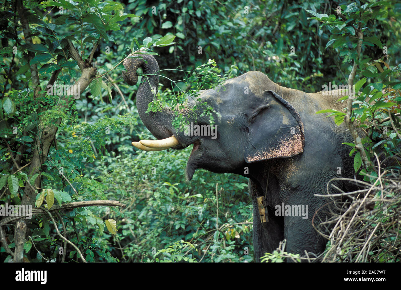 Elephant camp burma hi-res stock photography and images - Alamy
