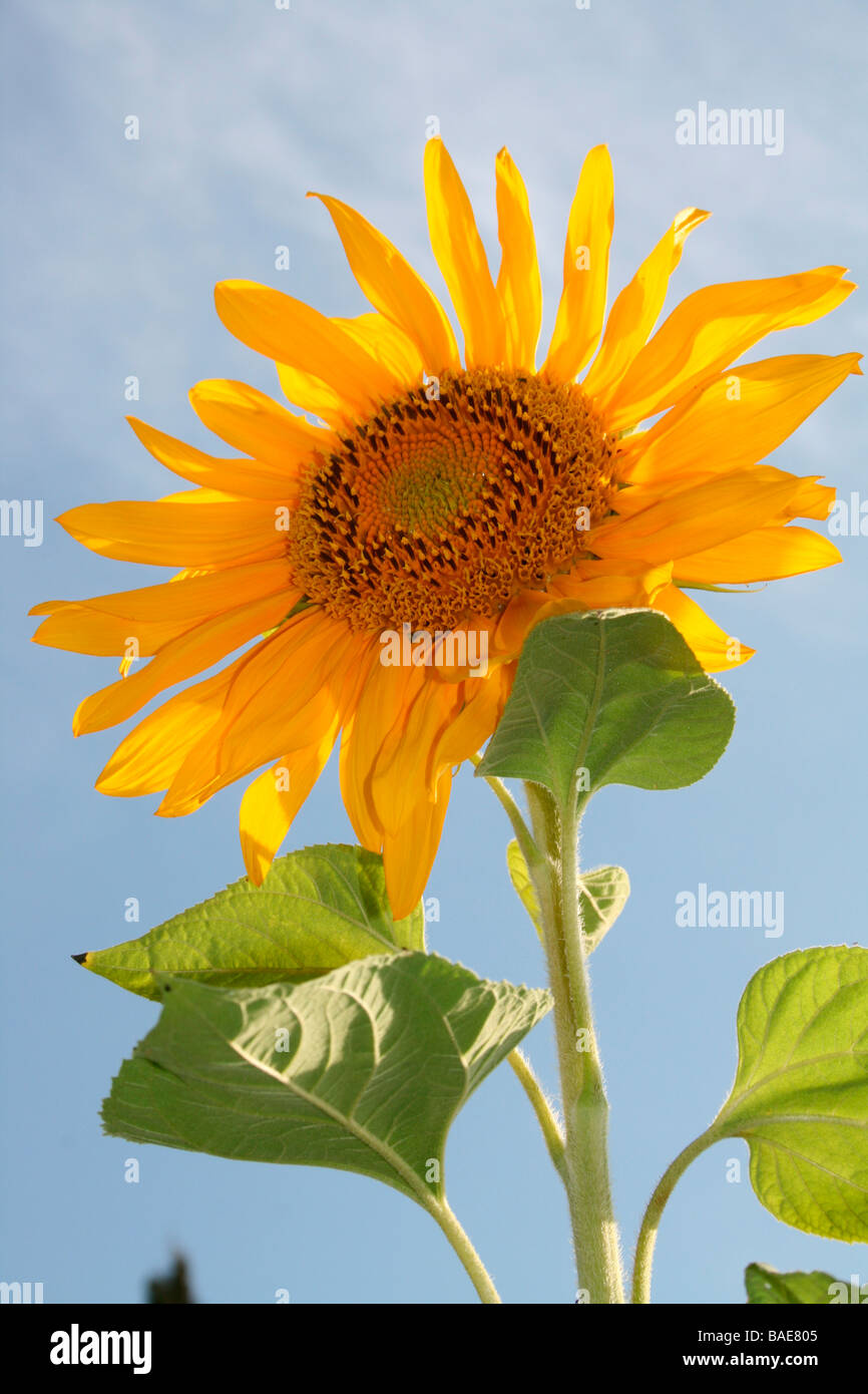 Sunflower On Blue Sky Backgrounds Stock Photo - Alamy