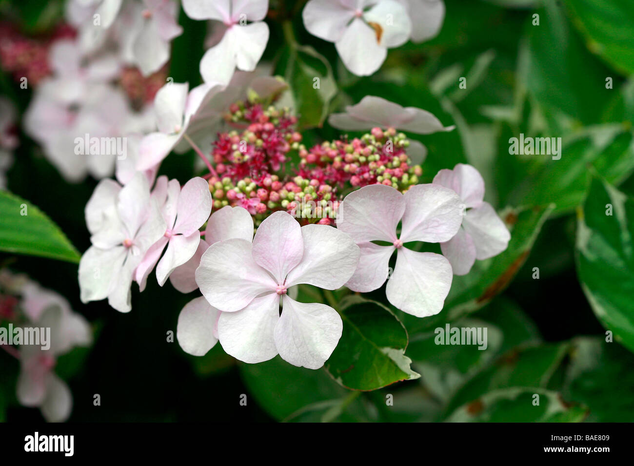Hydrangea macrophylla Tricolor Stock Photo - Alamy