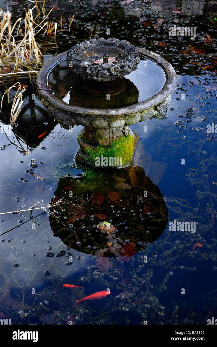 English carp hi-res stock photography and images - Alamy