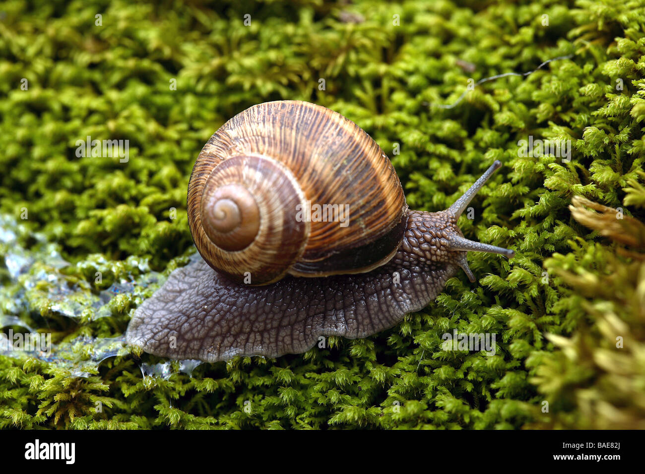 Snail, Trentino, Italy Stock Photo - Alamy
