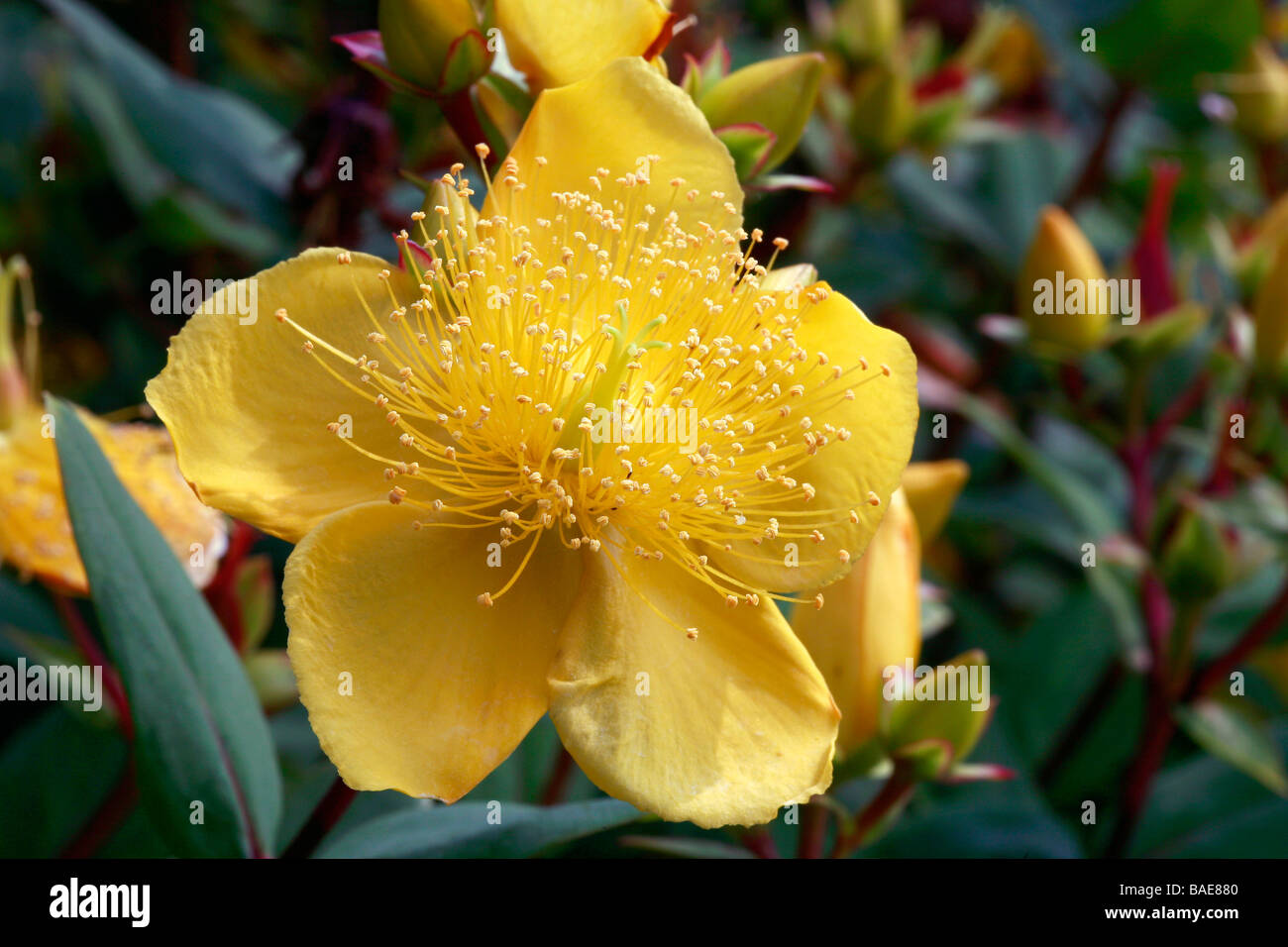 Hypericum beanii hi-res stock photography and images - Alamy