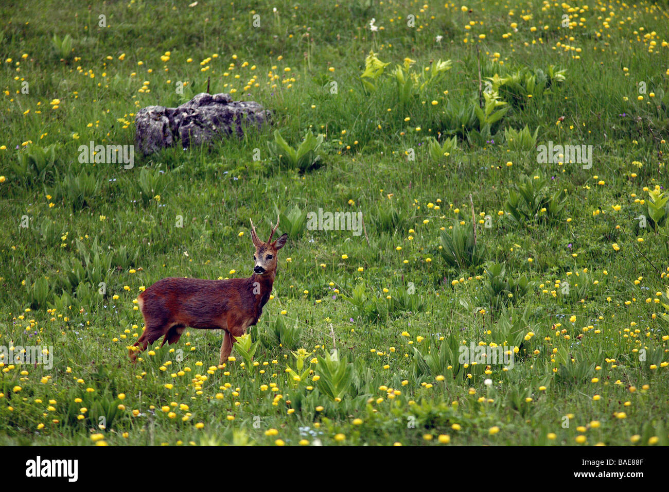 Roe deer, Bondone mountain, Trentino, Italy Stock Photo - Alamy
