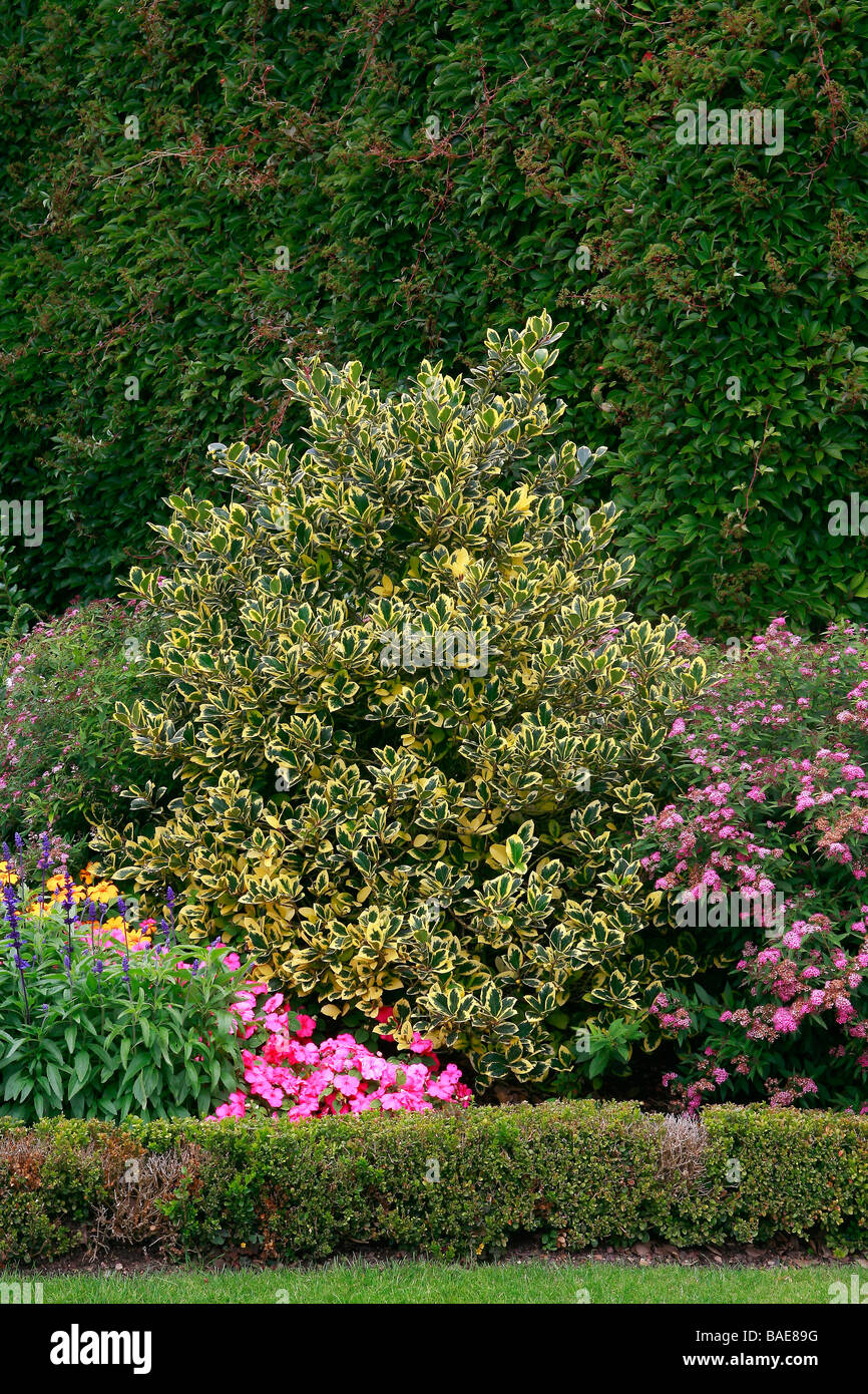 Ilex aquifolium "Pyramidalis Aurea Marginata Stock Photo - Alamy