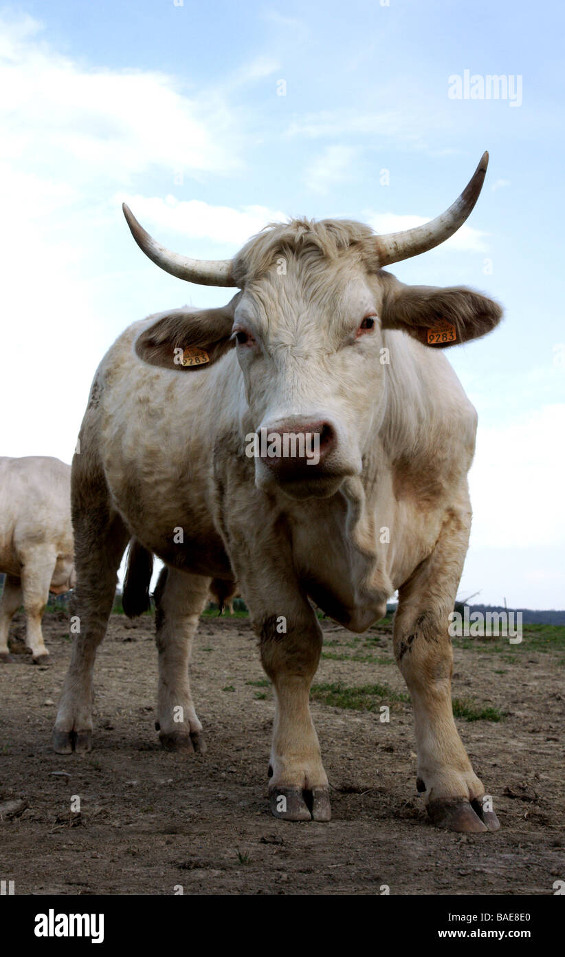 French Cattle Breed High Resolution Stock Photography and Images - Alamy