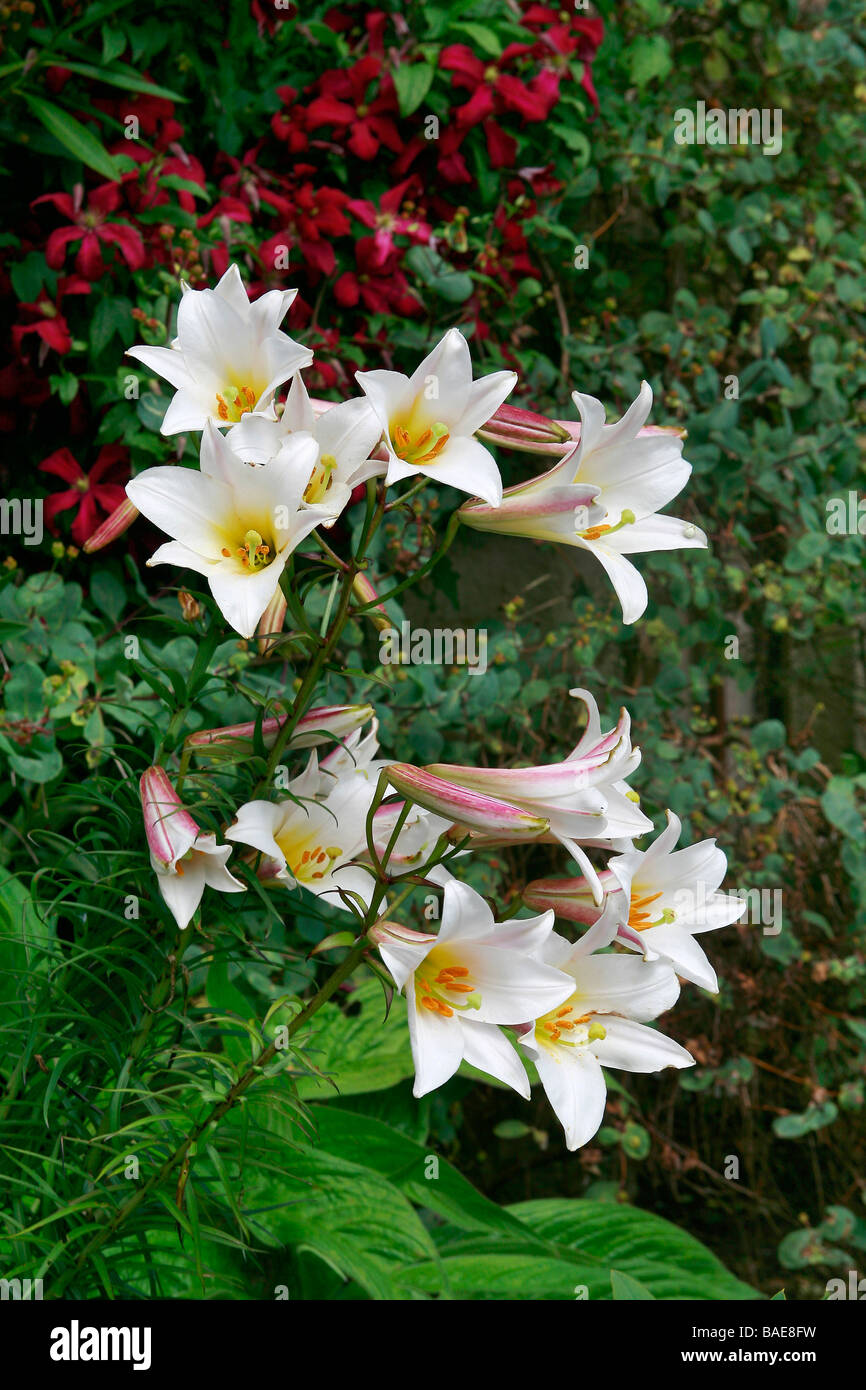 Lilium regale hi-res stock photography and images - Alamy
