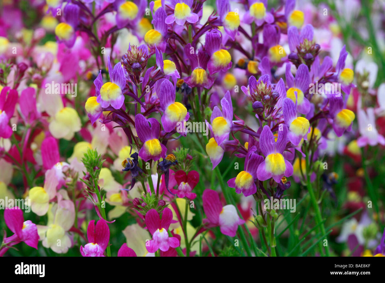 Linaria maroccana "Fairy Bouquet Stock Photo - Alamy