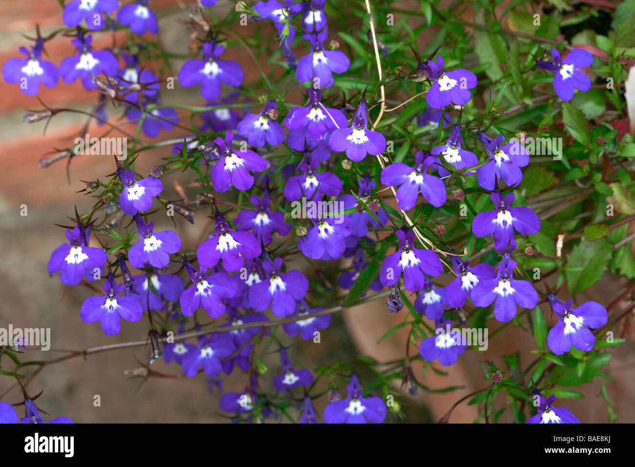 Lobelia erinus "Riviera Marine Blue Stock Photo - Alamy
