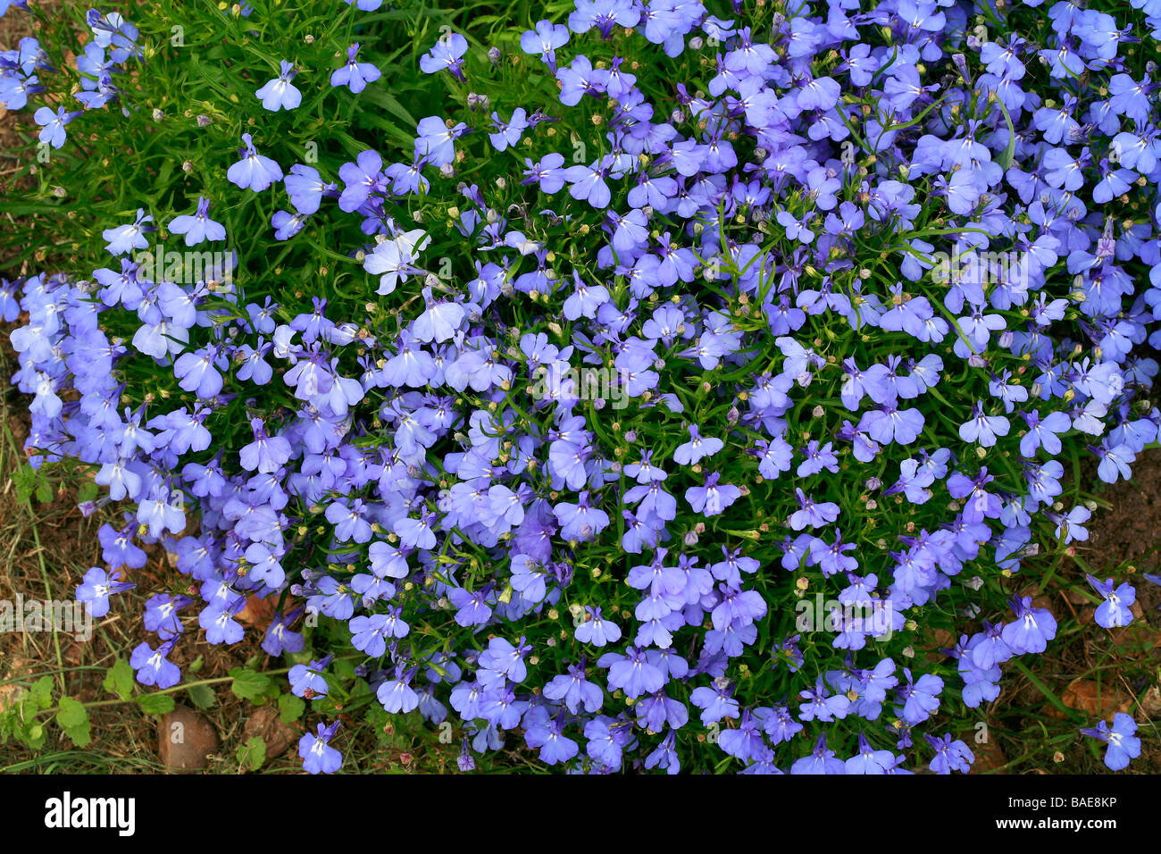 Lobelia erinus "Cambridge Blue Stock Photo - Alamy