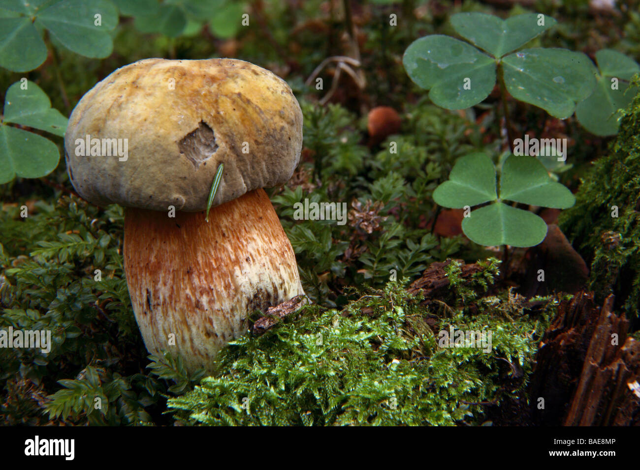 Boletus calopus hi-res stock photography and images - Alamy