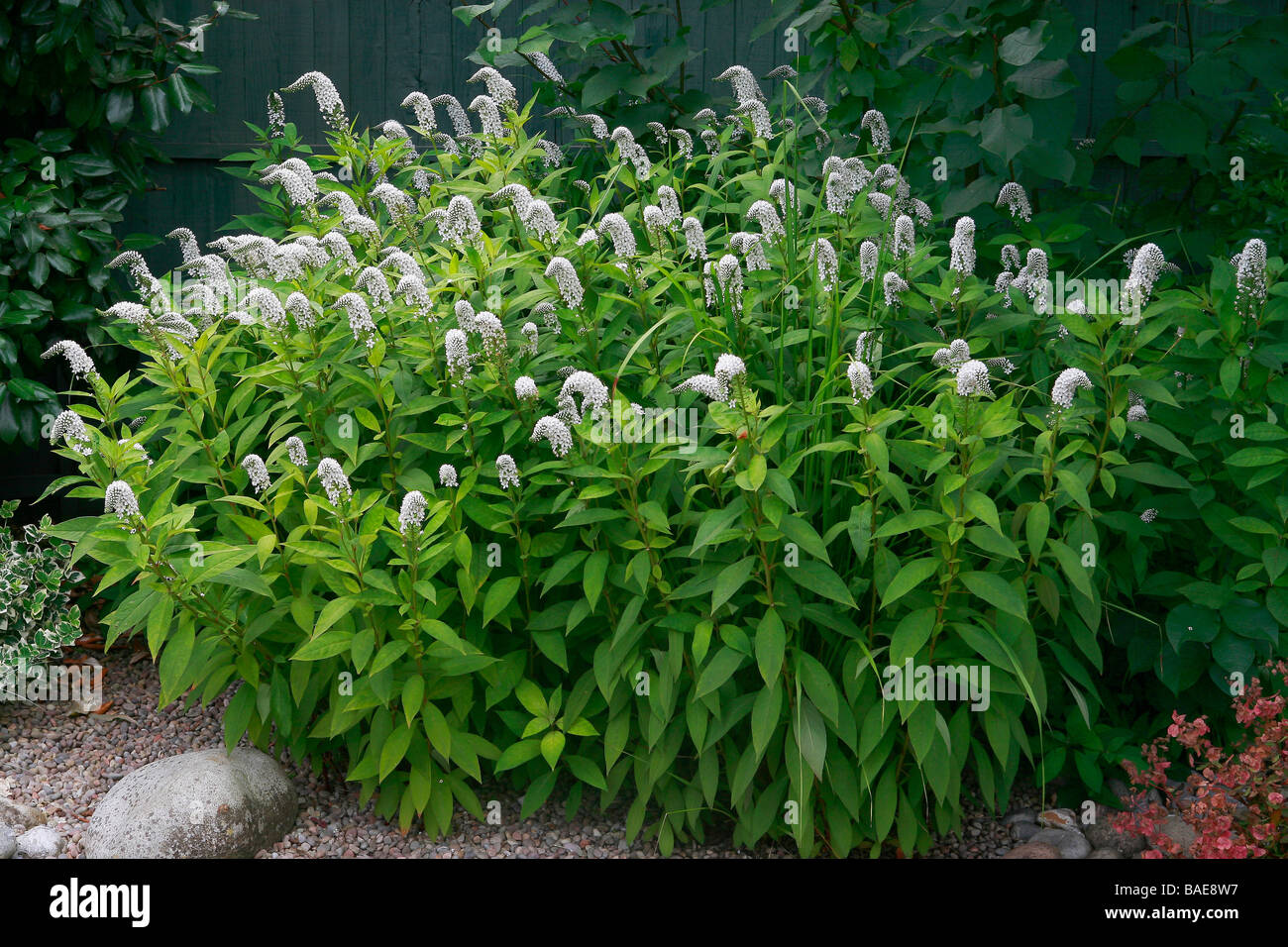 Lysimachia Clethroides