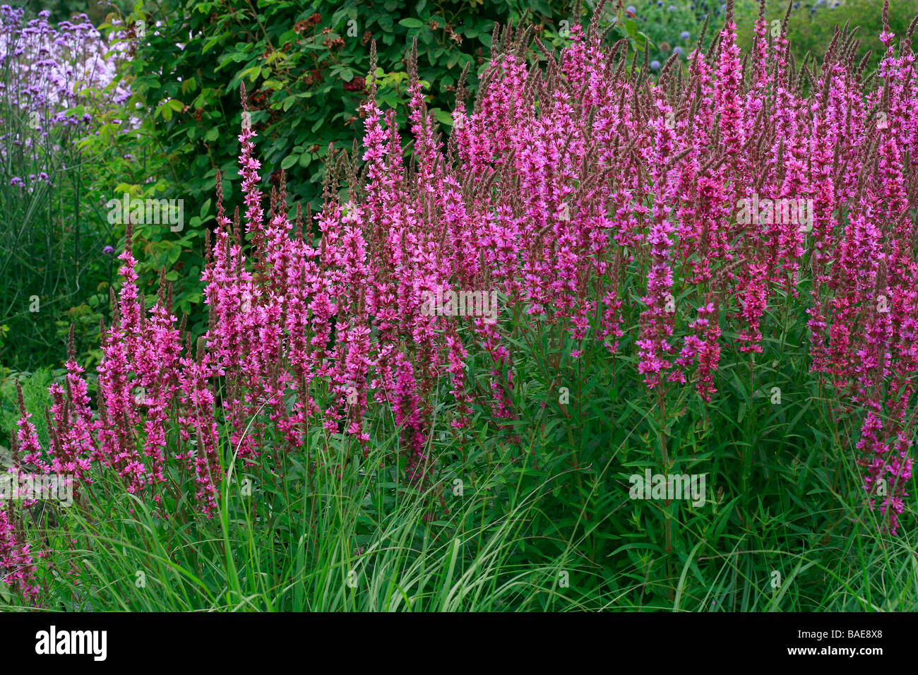 Lythrum salicaria "Rosy Gem Stock Photo - Alamy