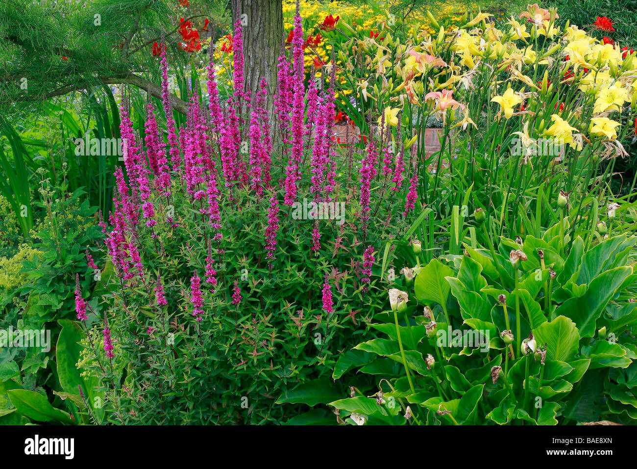 Lythrum salicaria "Rosy Gem Stock Photo - Alamy