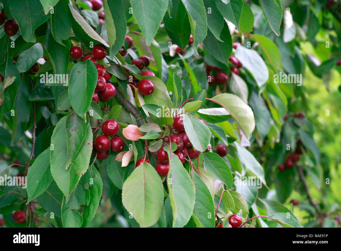 Malus x adstringens "Hopa Stock Photo - Alamy