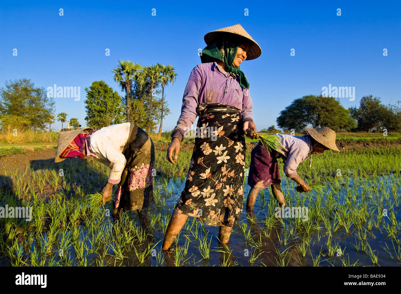 Myanmar (Burma), Mandalay Division, Ava, near the monastery Kyaung Me ...