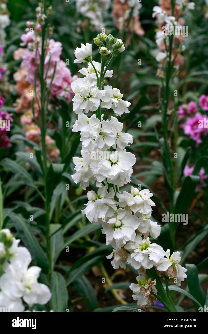Matthiola incana "Giant Excelsior Column Stock Photo - Alamy